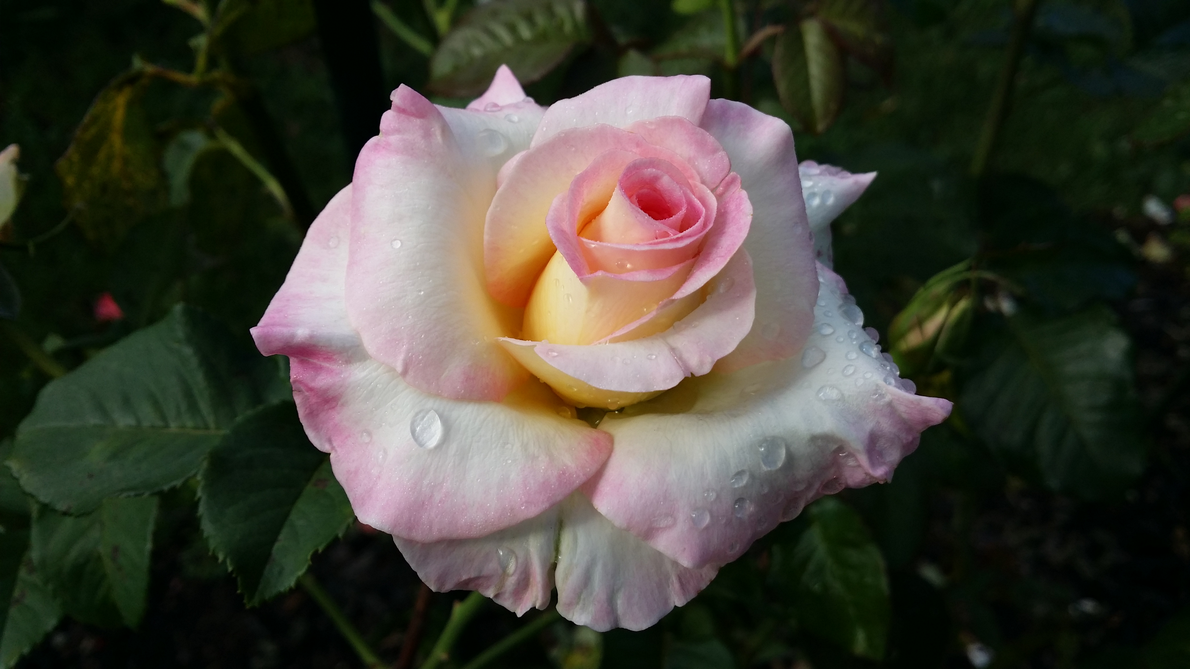 MAKE A DONATION – Auckland Rose Society