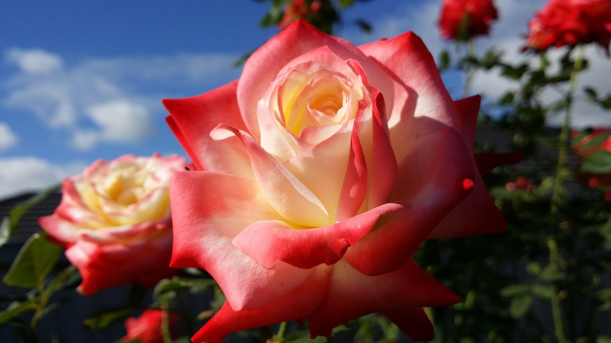 Auckland Rose Society