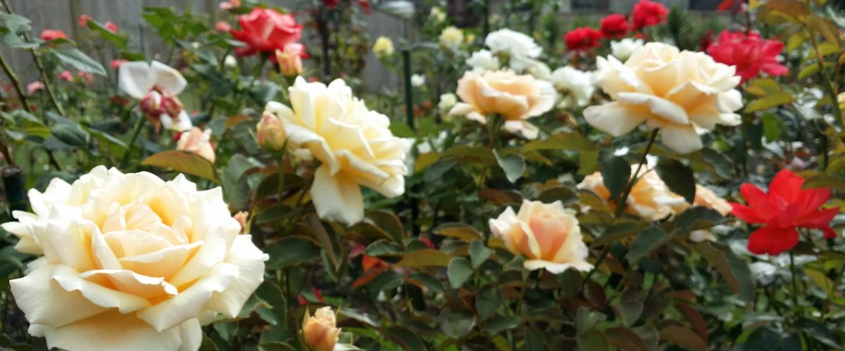 HANDY LINKS – Auckland Rose Society